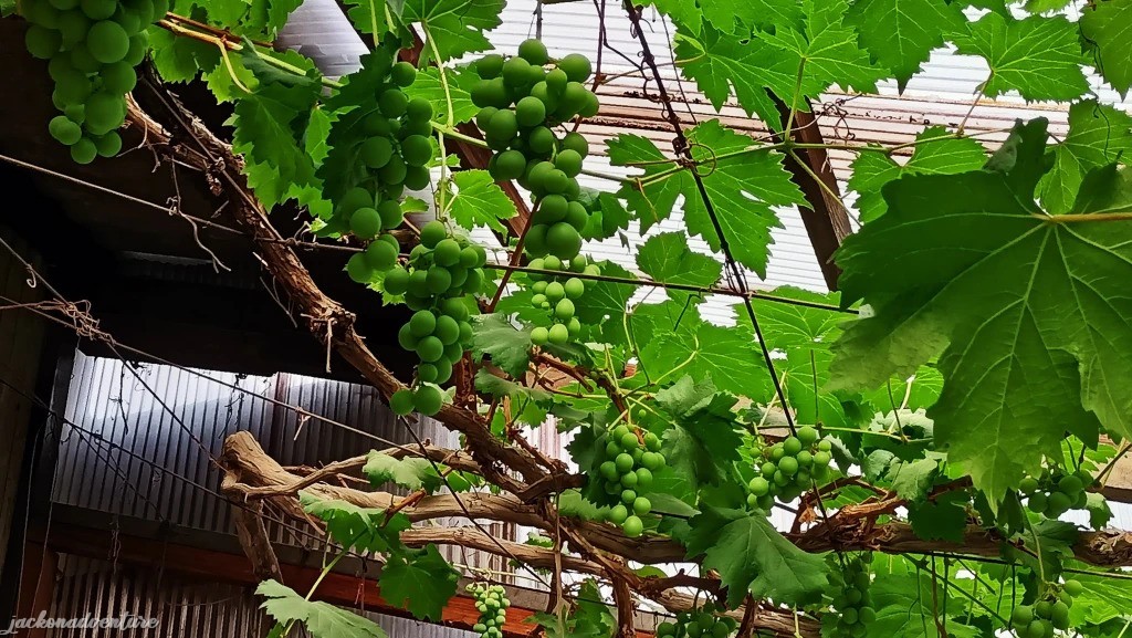 WWOOFing in Japan – Jack on Adventure